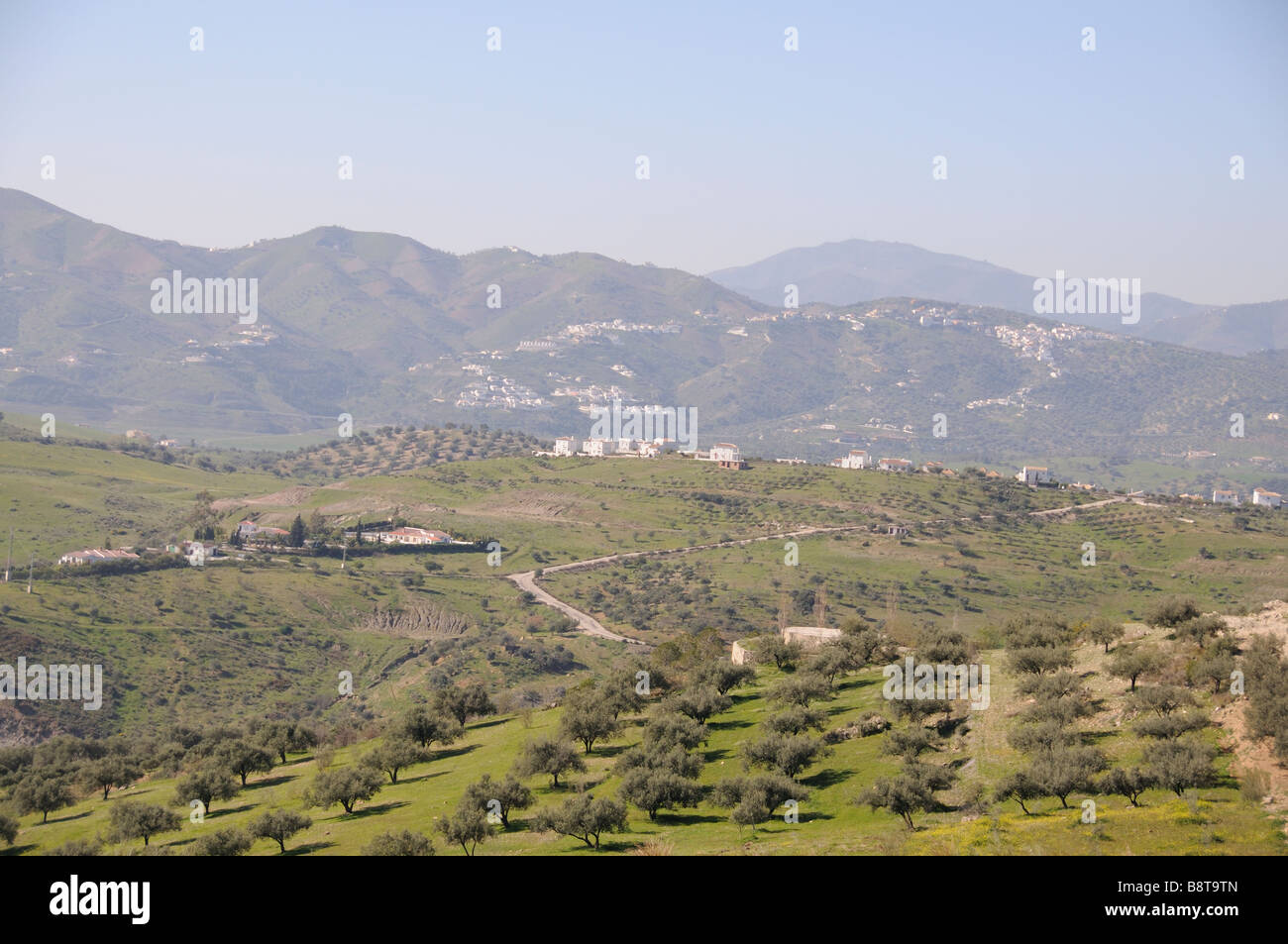 Olive grove.Trees growing close to Zafarraya in the Andalucian ...