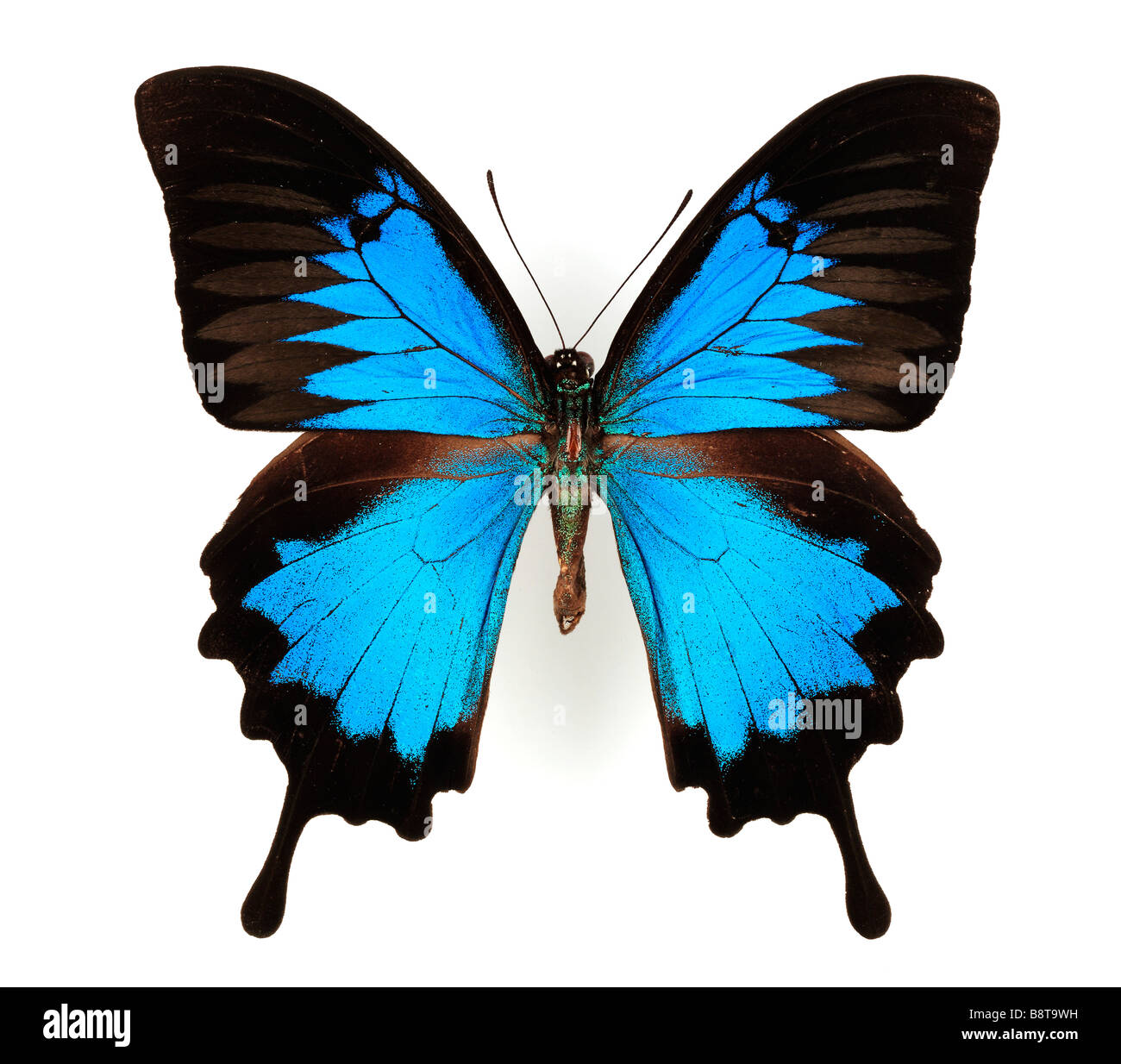 Butterfly blue morpho morpho menelaus brazil hi-res stock photography ...