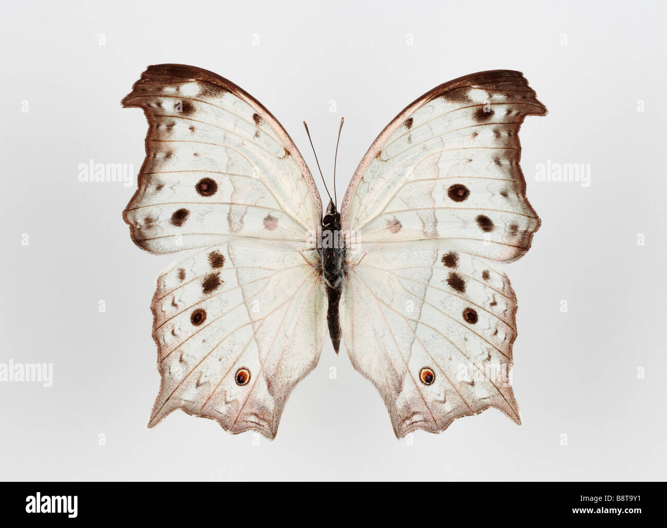 Close up shot of a butterfly isolated on white background Stock Photo ...
