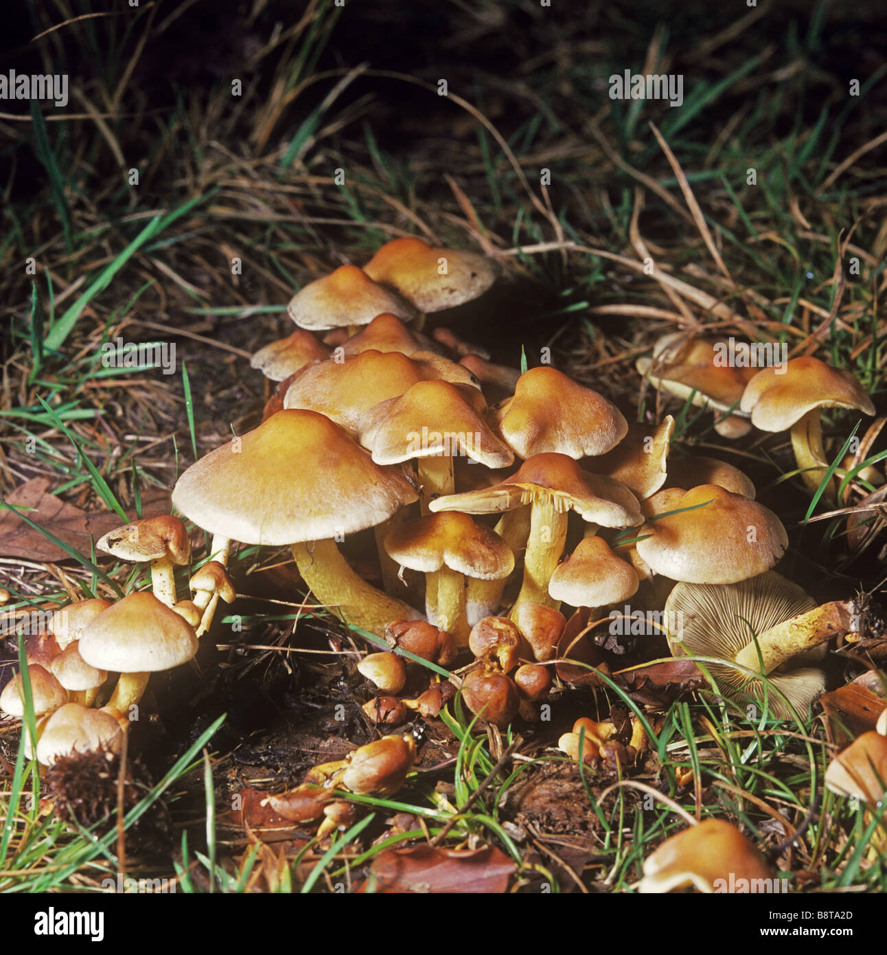 Sulphur tuft tufts hi-res stock photography and images - Alamy