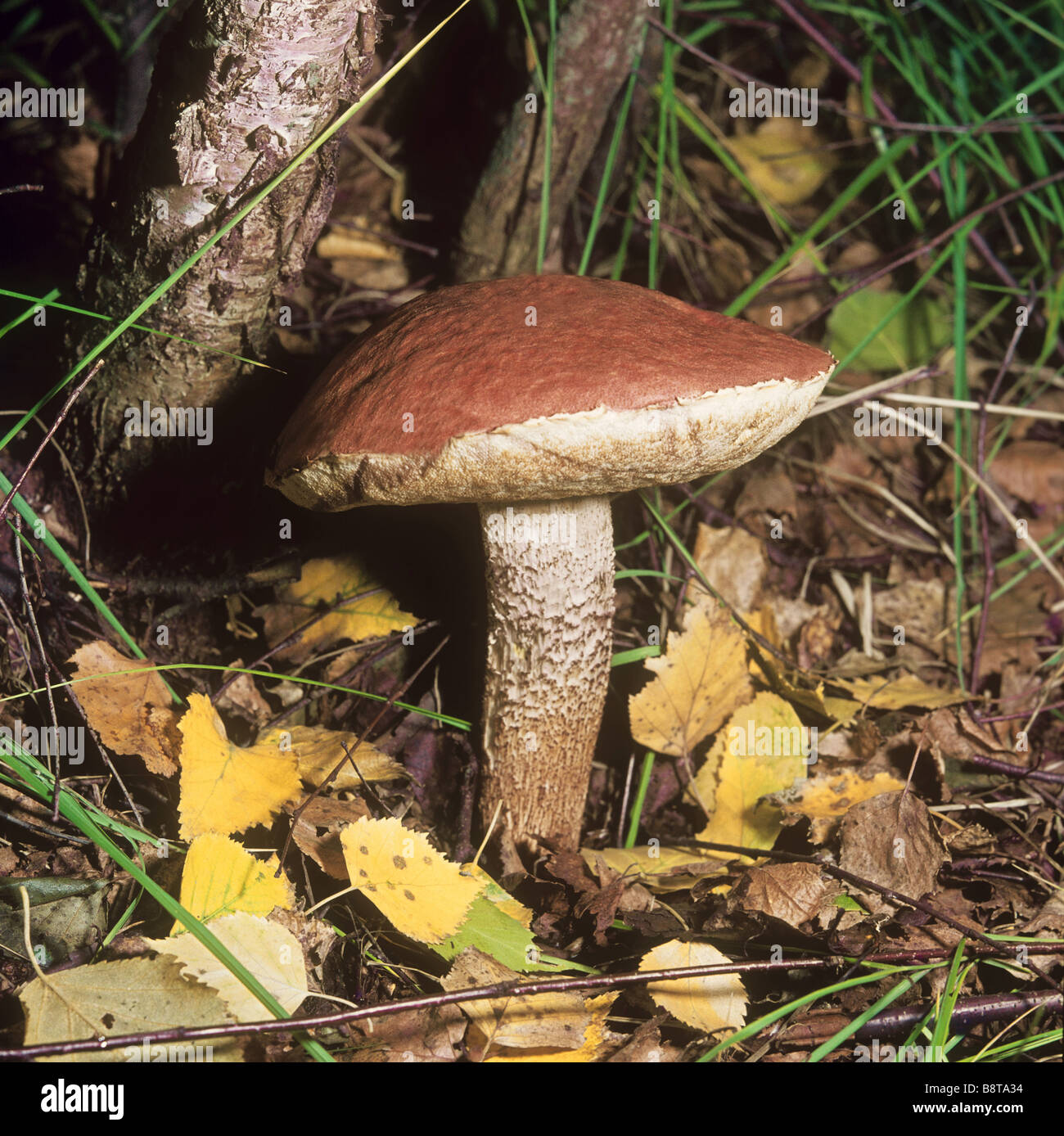 Orange birch bolete Stock Photo - Alamy