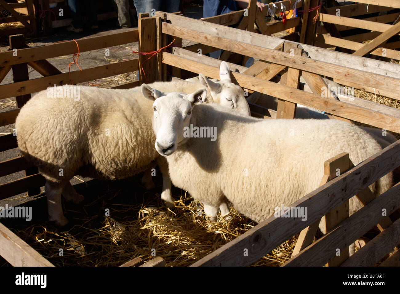 Exhibits at Masham Sheep Fair North Yorkshire England UK (c) Marc ...