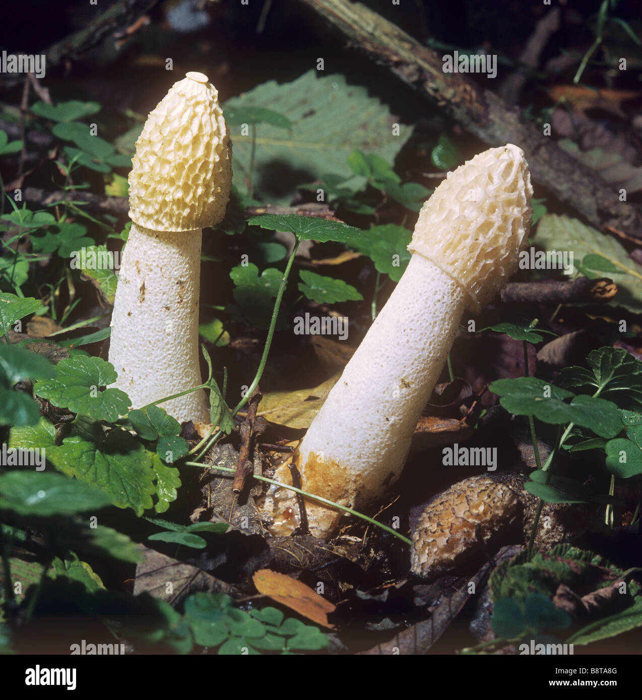 common stinkhorn / Phallus impudicus Stock Photo - Alamy