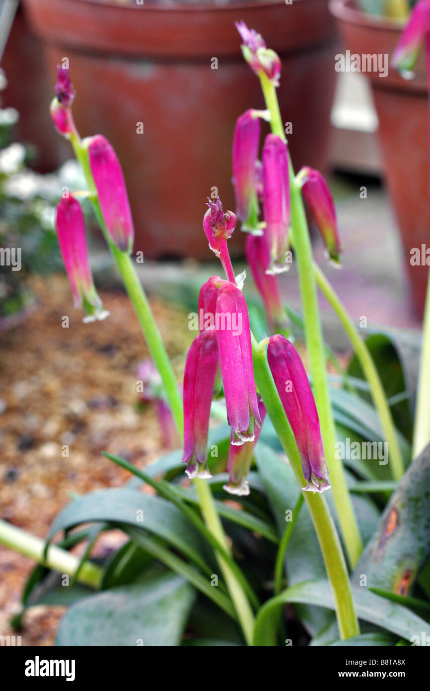 Red Lachenalia Lachenalia Bulbifera High Resolution Stock Photography and Images - Alamy