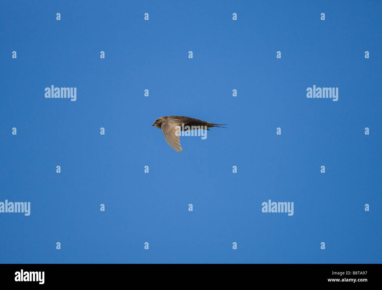 Swift hi-res stock photography and images - Alamy