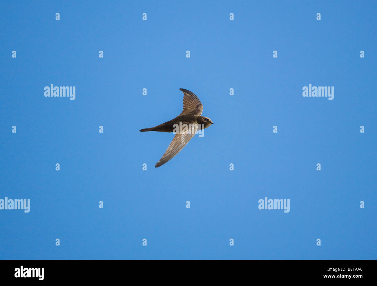 Common Swift Flight High Resolution Stock Photography and Images - Alamy