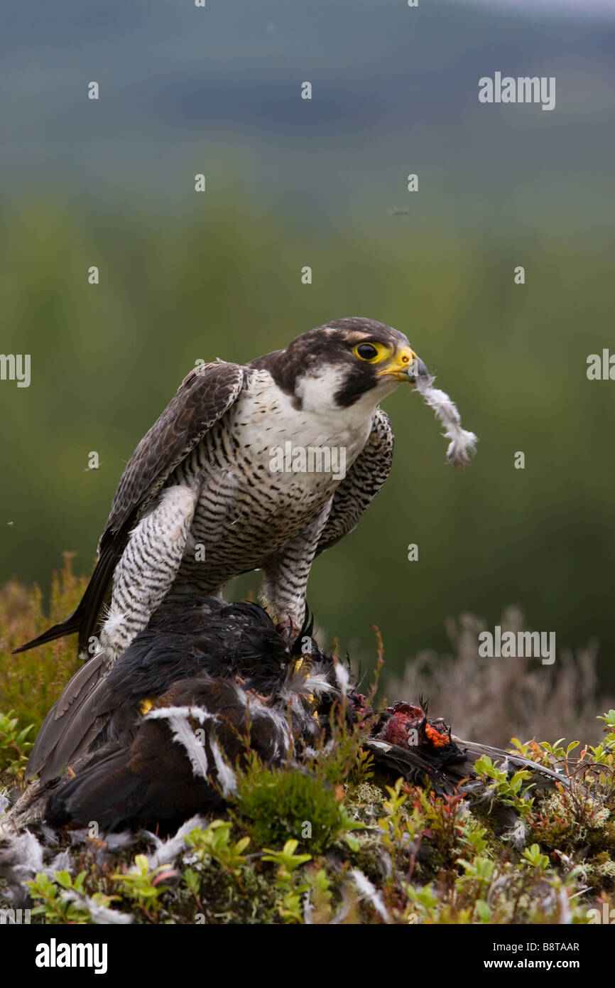 Perregrin Falcon Freeding on a grouse Stock Photo - Alamy