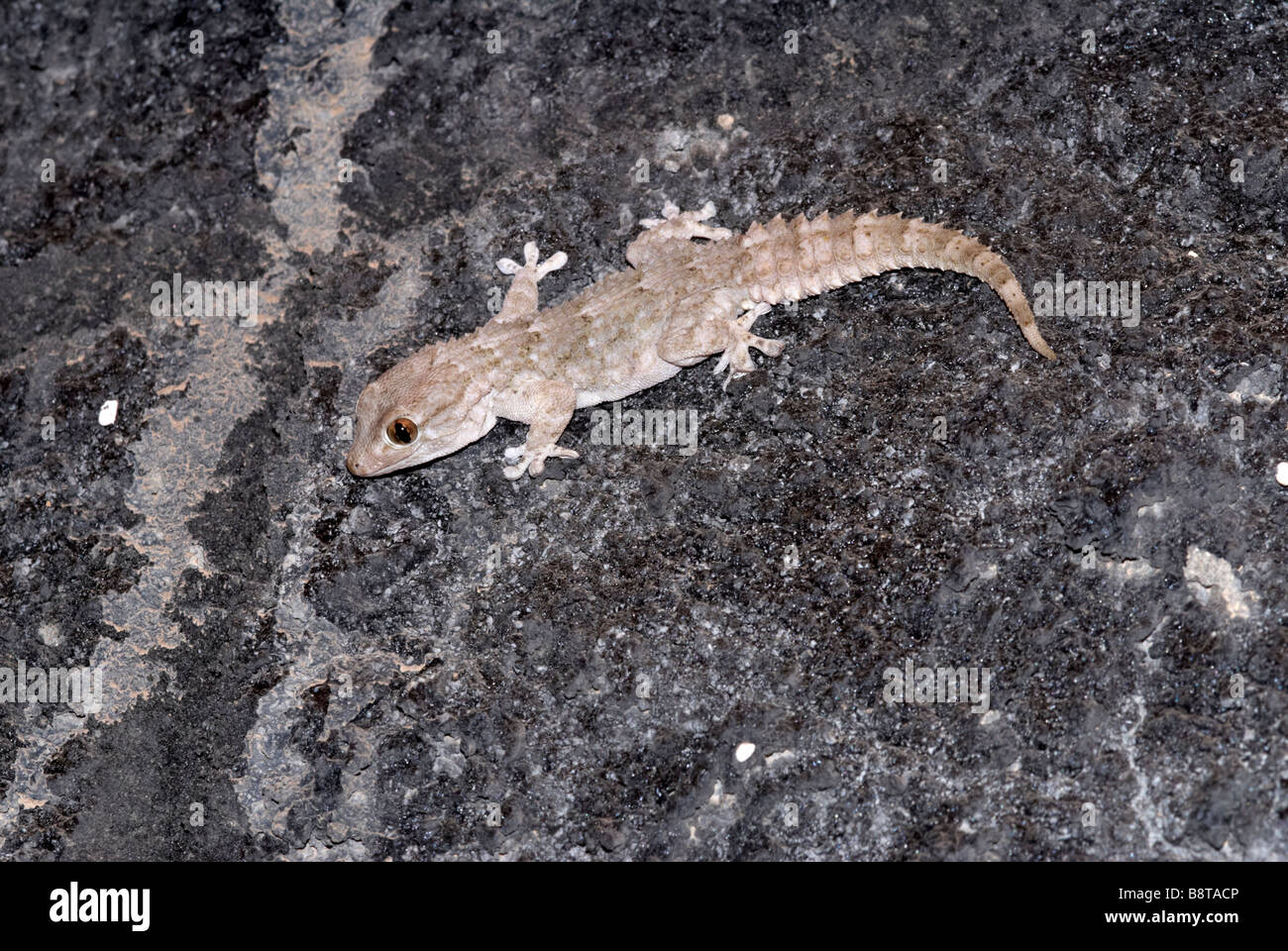 TARENTOLA ANGUSTIMENTALIS, GECKO, LIZARD, REPTILE, LANZAROTE CANARY ...