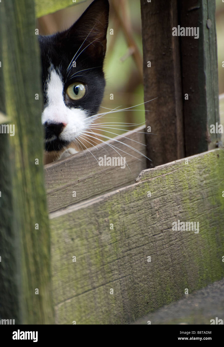 Cat fence hi-res stock photography and images - Alamy