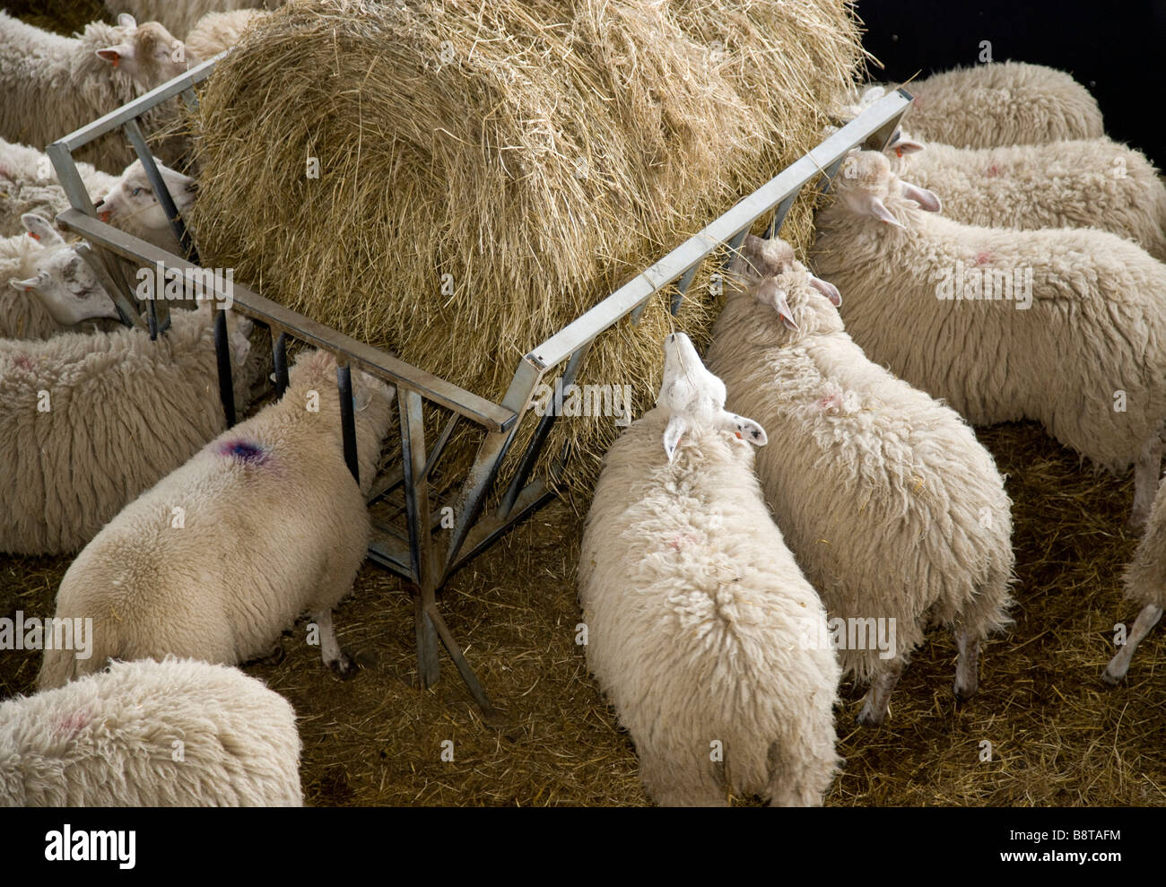 A Flock of Sheep Feeding in a Barn Stock Photo - Alamy