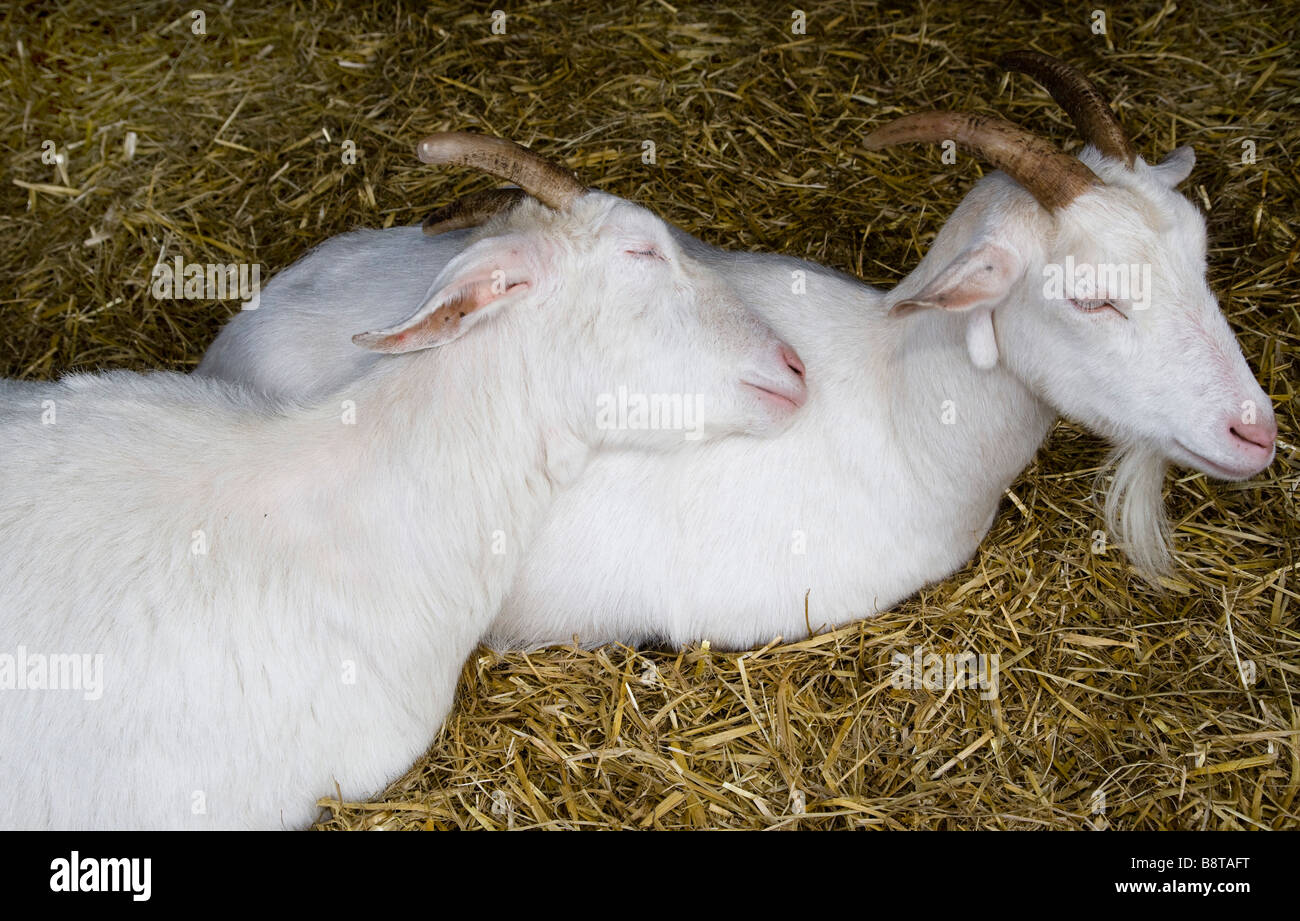 Goats cuddling in a barn Stock Photo - Alamy