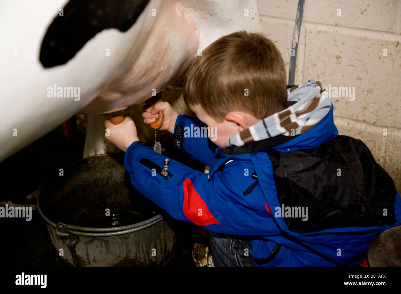 Milking cow boy hi-res stock photography and images - Alamy