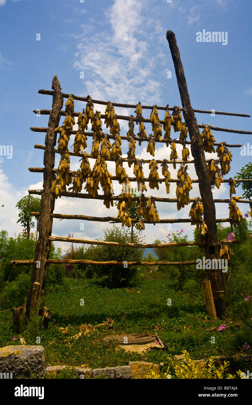 Maize cobs drying hi-res stock photography and images - Alamy