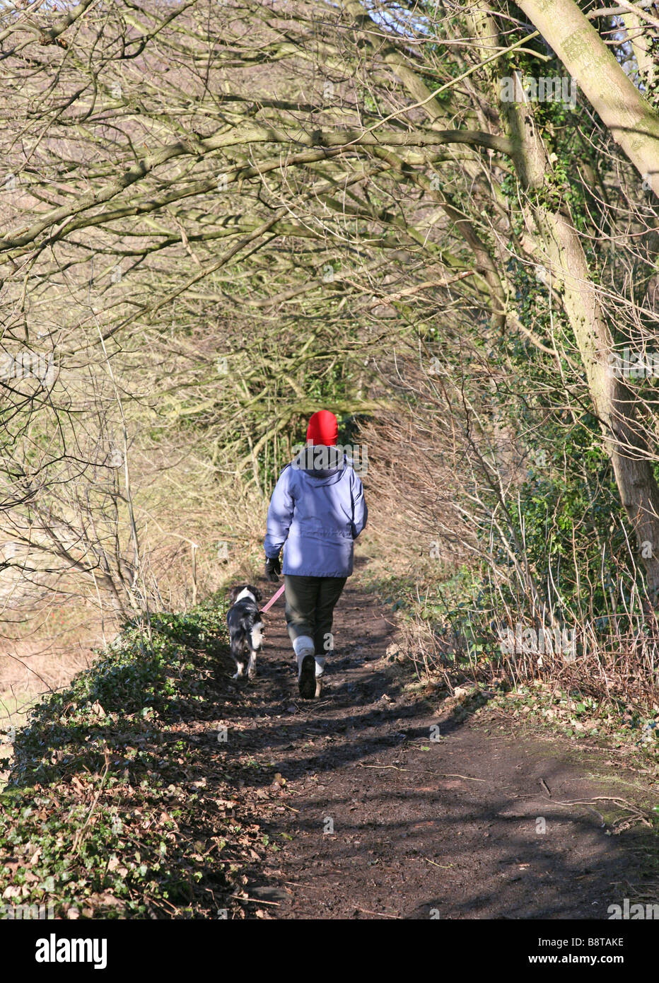 A rear view of a woman walking her dog under the spreading branches of ...