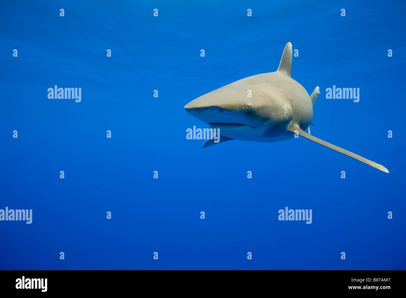 USA Hawaii Big Island Underwater view of Oceanic White Tip Shark ...