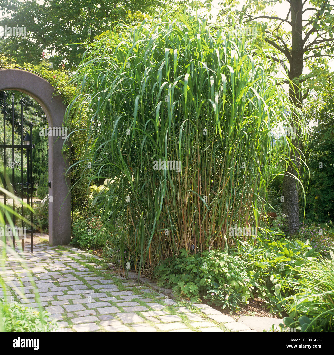 Chinese silver grass / Miscanthus sinensis Giganteus Stock Photo - Alamy