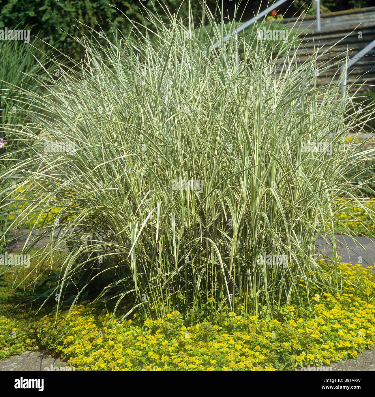Variegated Maiden Grass / Miscanthus sinensis Variegatus Stock Photo ...