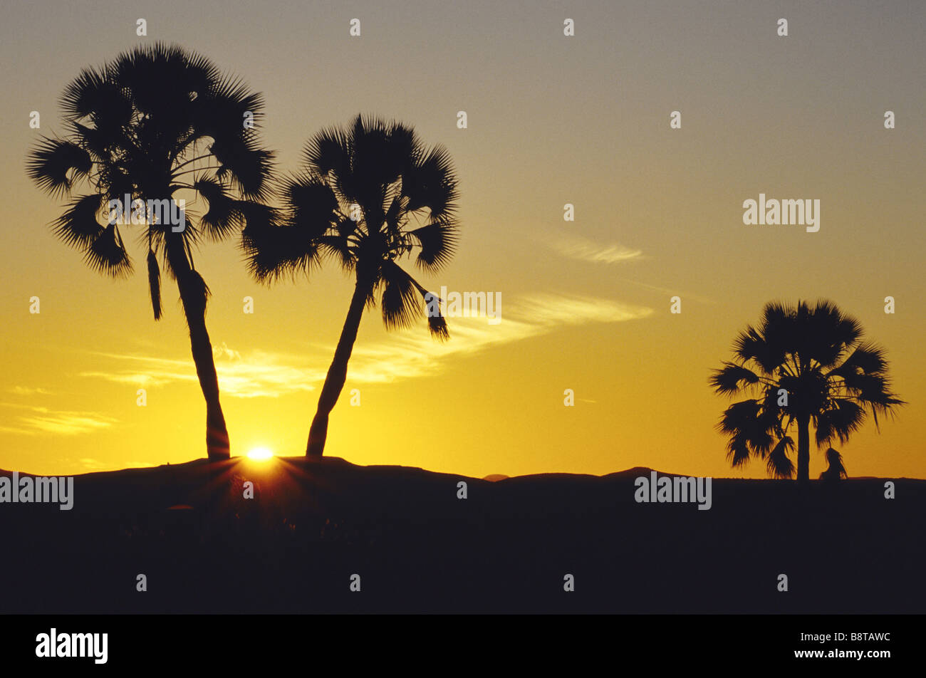 palm trees at sunset Stock Photo - Alamy