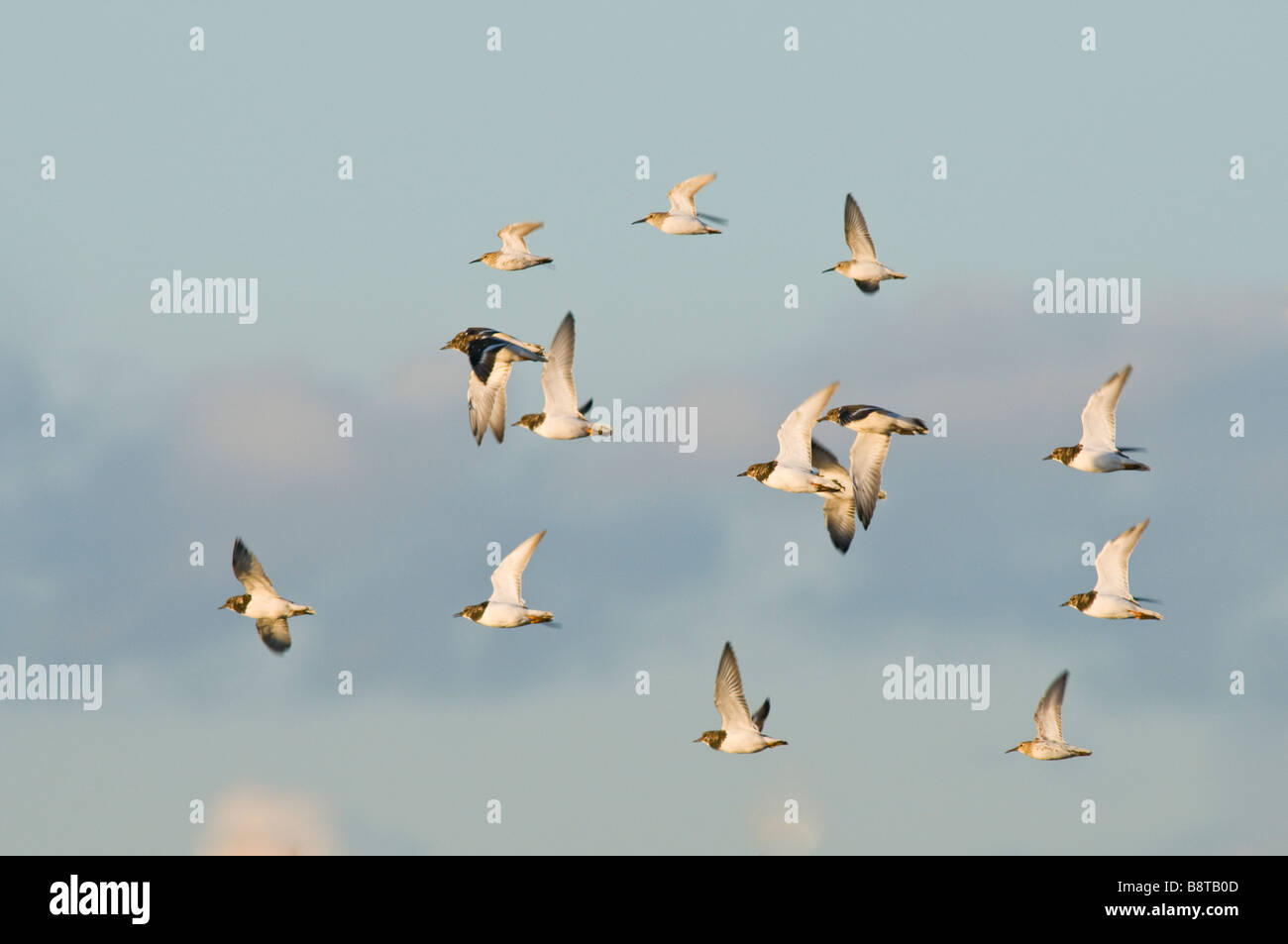 Ruddy turnstone flying hi-res stock photography and images - Alamy