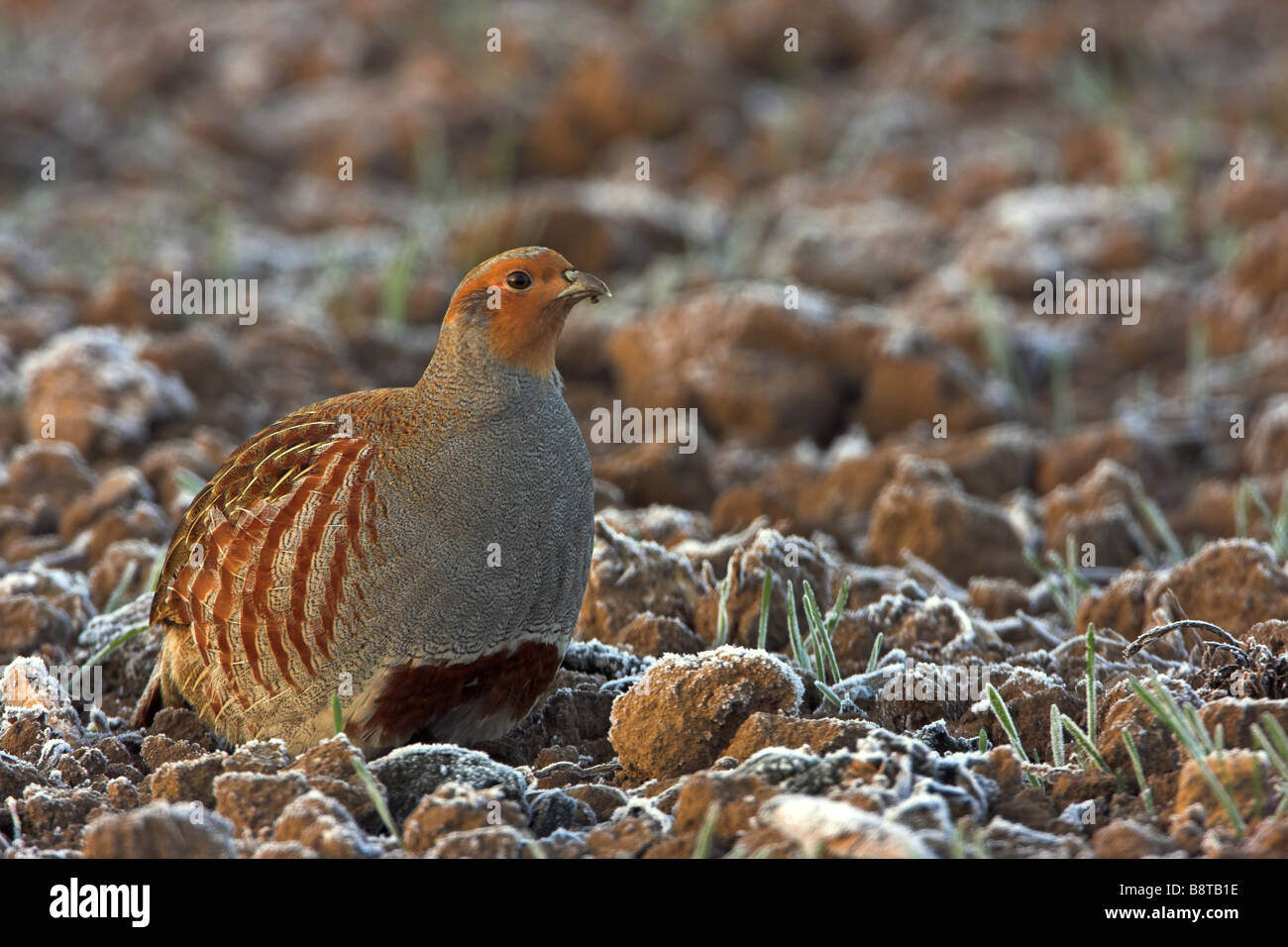 grey partridge (Perdix perdix), at a winter morning on an acre, Germany ...