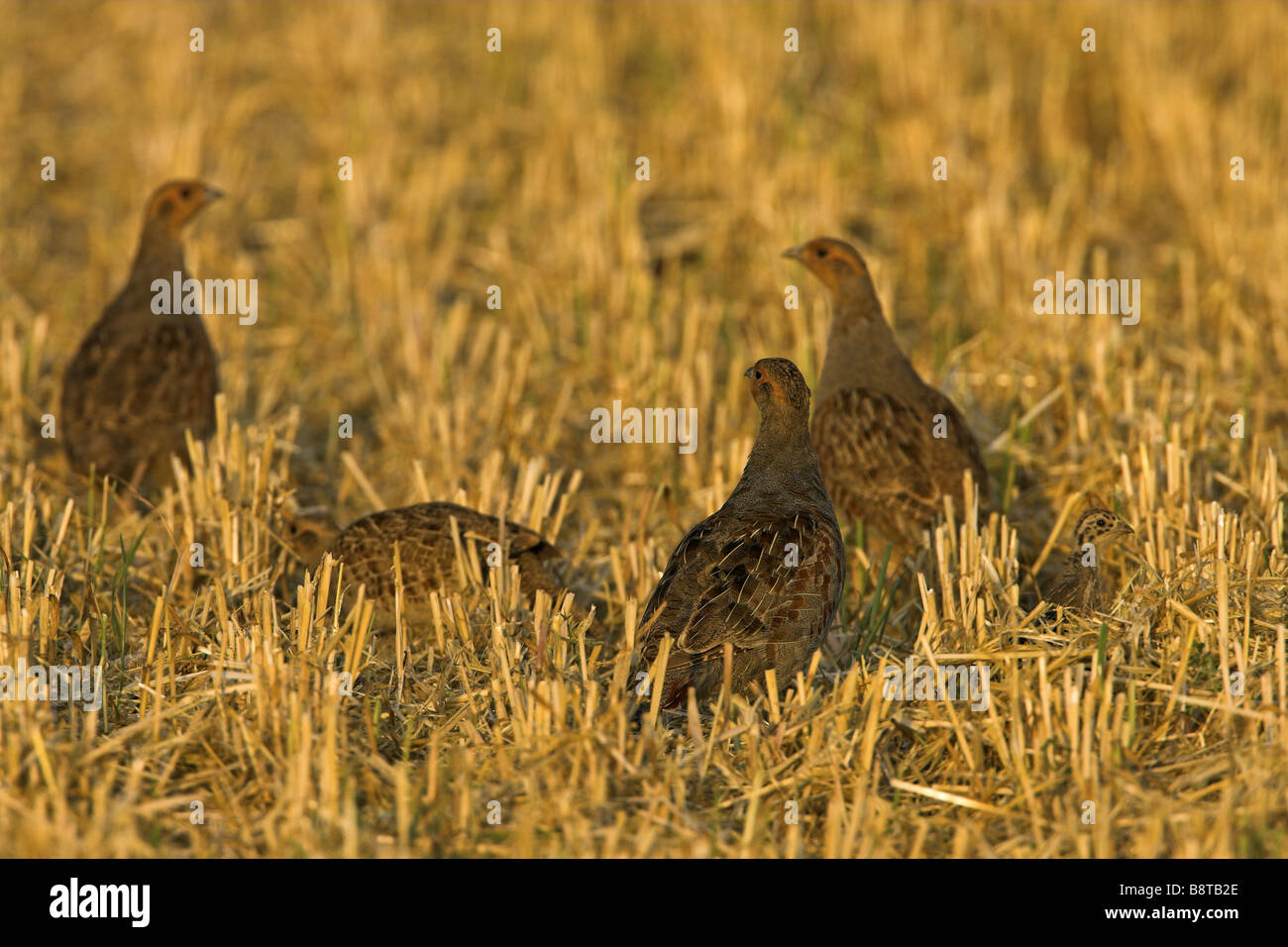 Baby partridge hi-res stock photography and images - Alamy