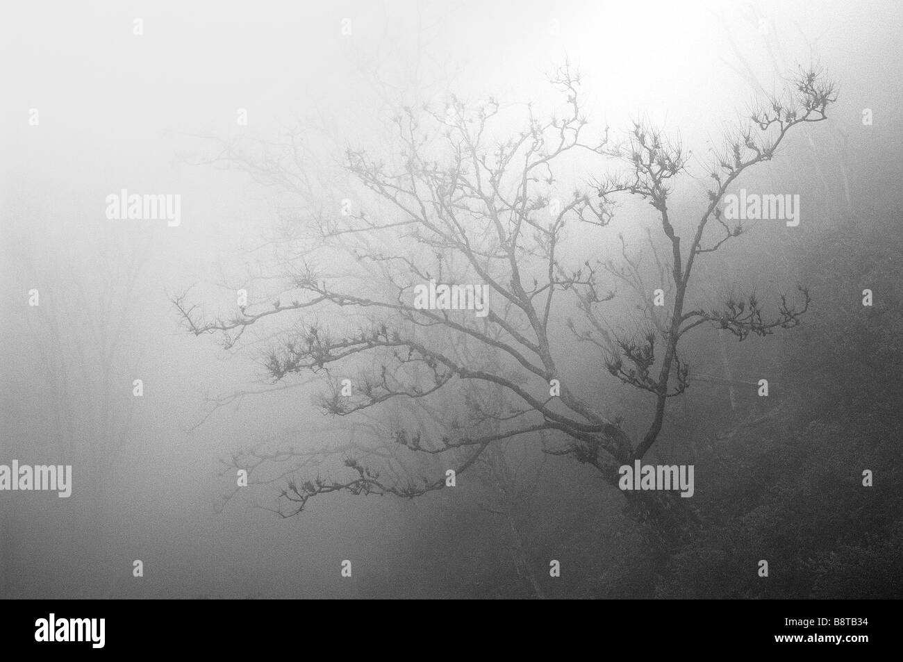 Tree in mist, abstract, black and white, Nagano, Japan Stock Photo - Alamy