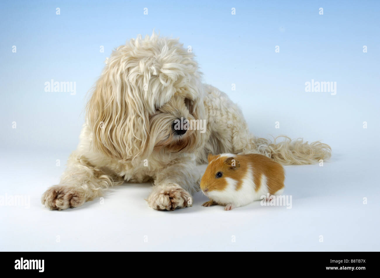 cavy, guinea pig (Cavia spec.), guinea pig and dog Stock Photo - Alamy