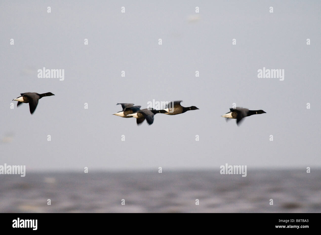 Brent Geese in Flight at Snettisham Rspb reserve Stock Photo - Alamy