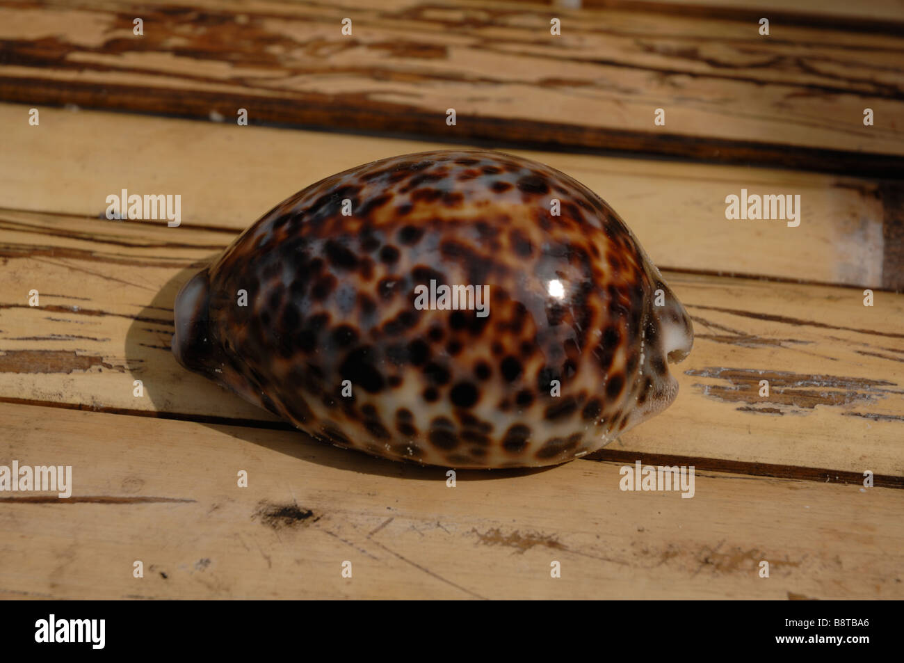 Cowry shell hi-res stock photography and images - Alamy
