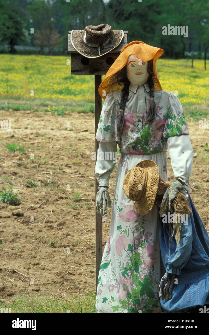 Scarecrow on Sherwood Forest Plantation Stock Photo - Alamy