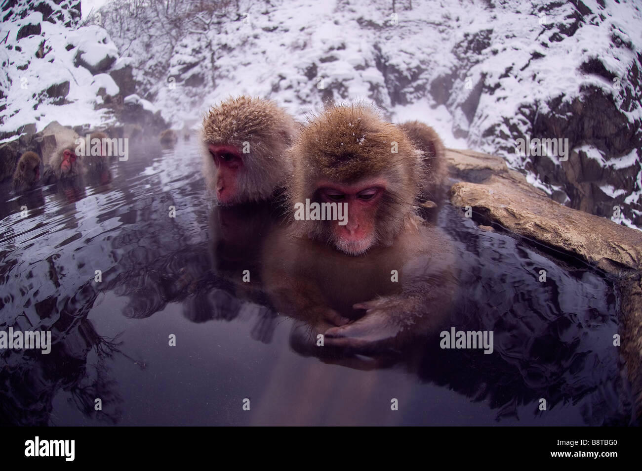 Japanese Macaque Macaca fuscata group in hotspring Jigokudani Nagano ...