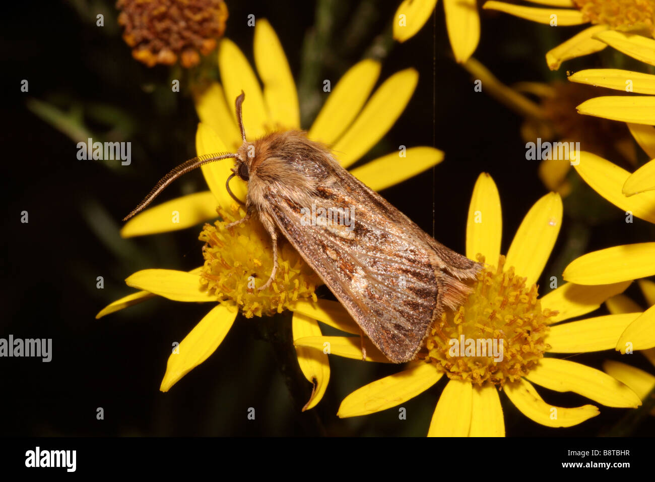 Antler moth Cerapteryx graminis Noctuidae on ragwort UK Stock Photo - Alamy