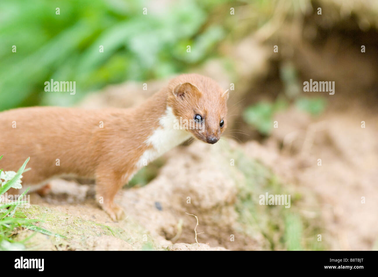 Weasel mustela nivalis alert hi-res stock photography and images - Alamy
