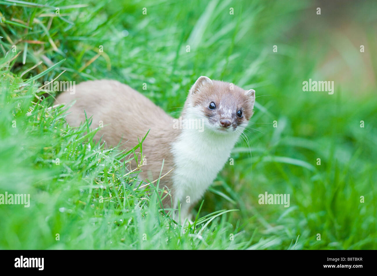 English stoat hi-res stock photography and images - Alamy