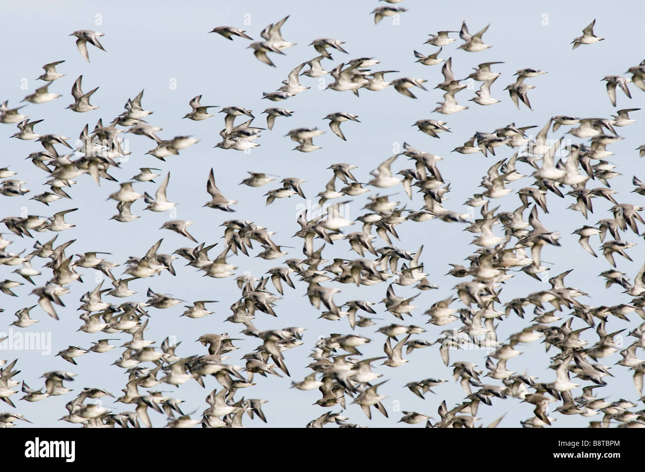 Flock of Red Knot in flight at Snettisham Rspb reserve Stock Photo - Alamy
