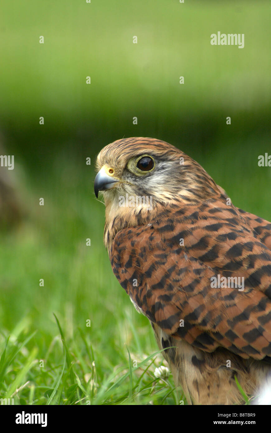Common kestrel uk hi-res stock photography and images - Alamy