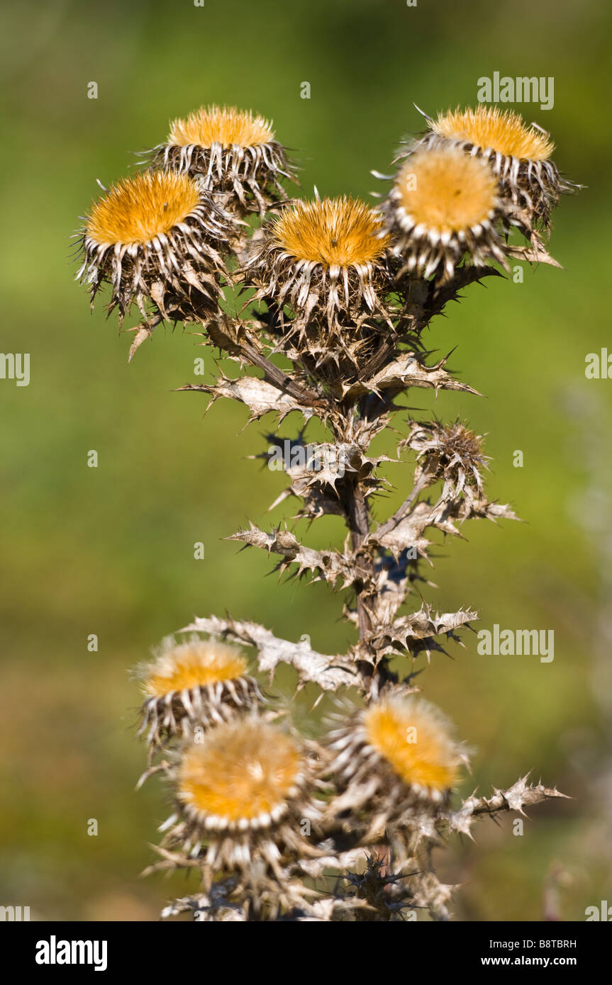 Carline thistle seed heads Stock Photo - Alamy