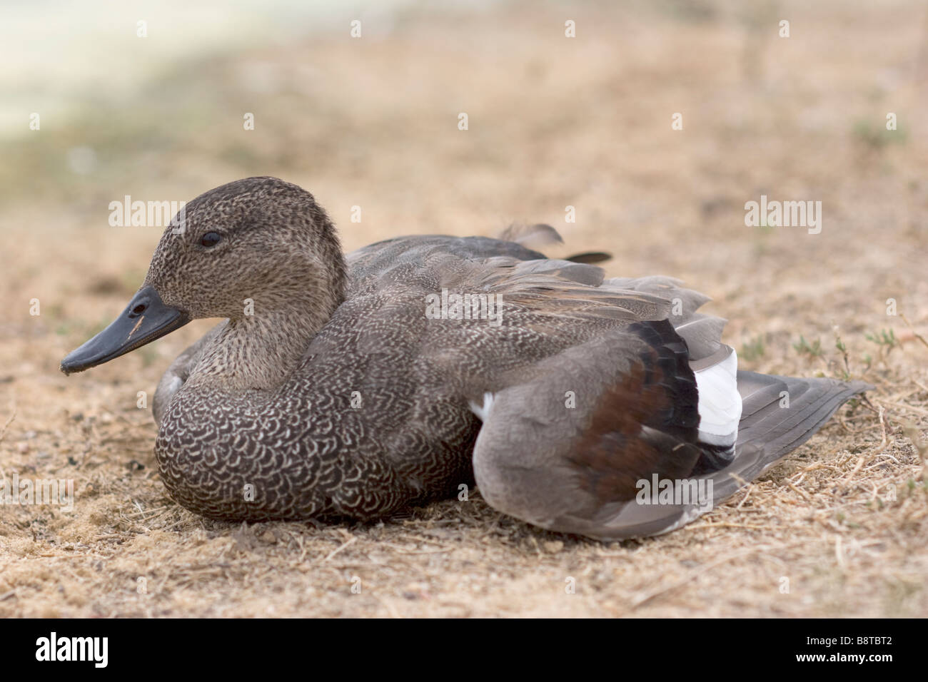 Sick duck hi-res stock photography and images - Alamy
