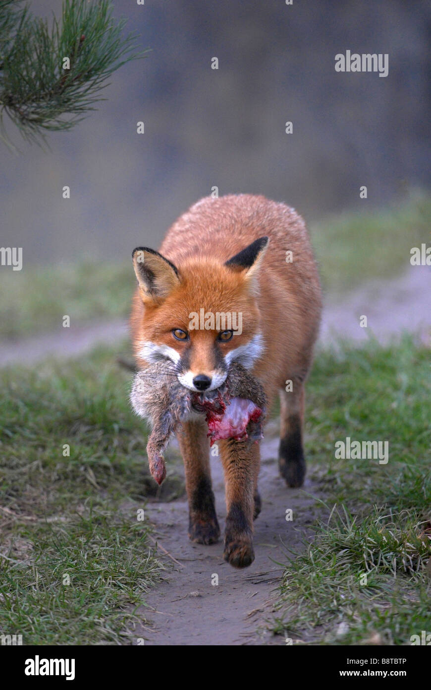 Red Fox with prey Stock Photo - Alamy