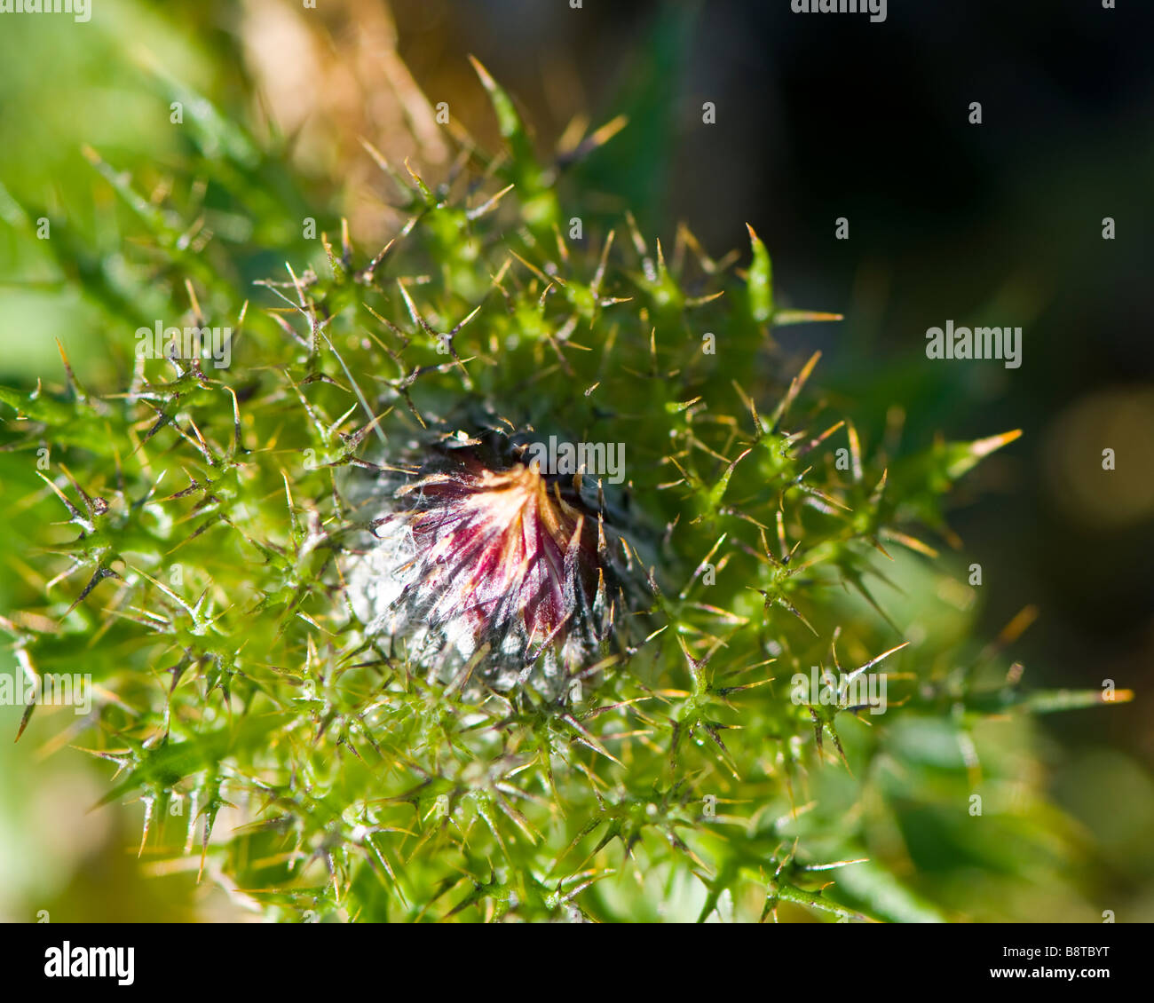 Carlina vulgaris carline thistle hi-res stock photography and images ...