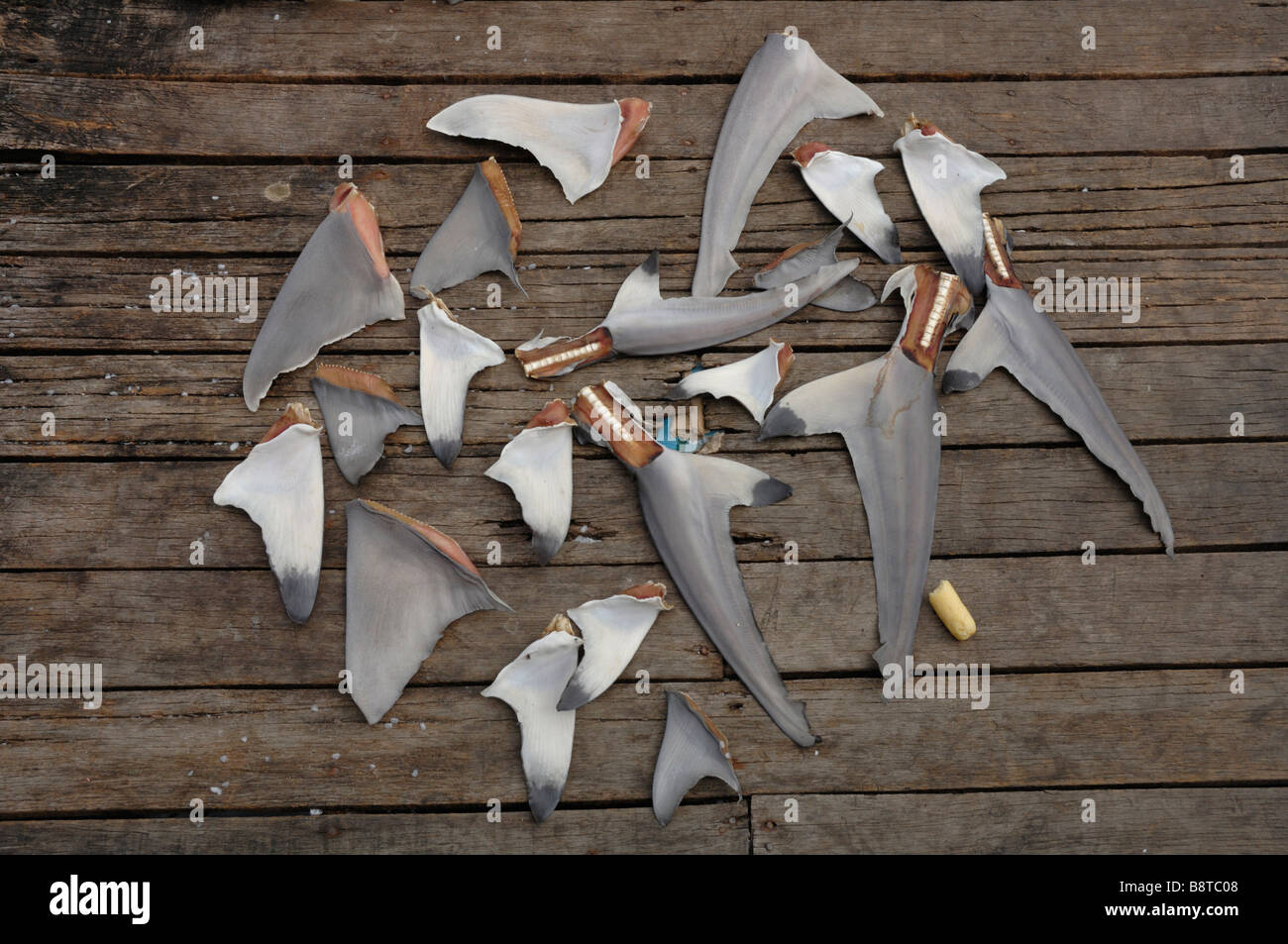 Shark fin drying hi-res stock photography and images - Alamy
