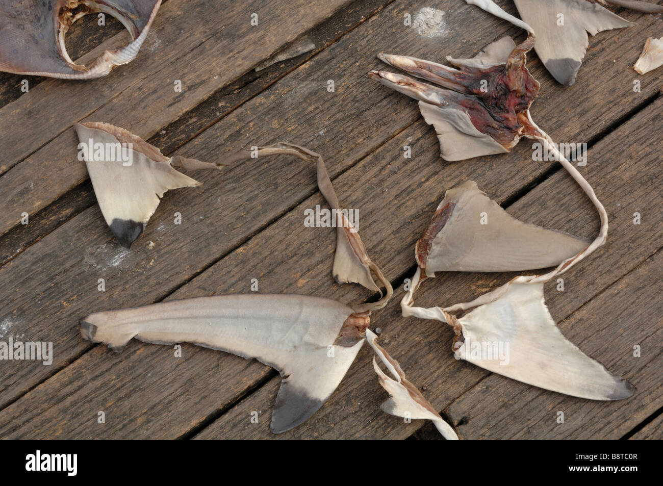 Shark fins drying in sun Semporna Sabah Malaysia Borneo South east Asia ...