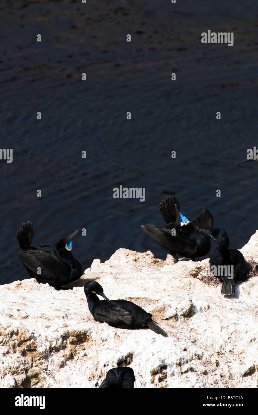 Four black feathers hi-res stock photography and images - Alamy