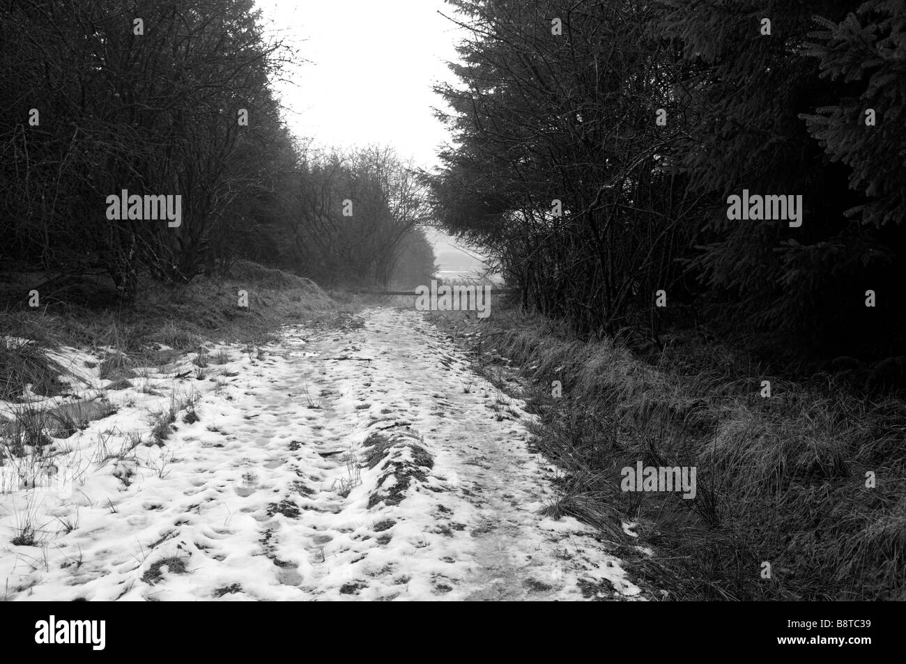 A forest walk on a Scottish winters day Stock Photo - Alamy