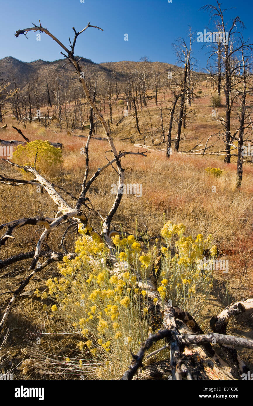 Desolate forest after fire hi-res stock photography and images - Alamy