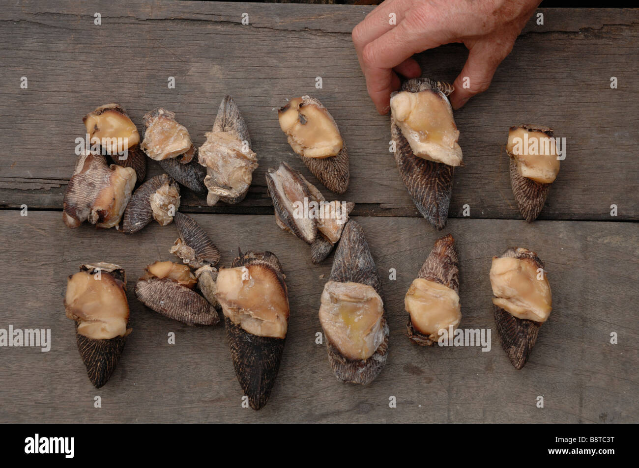 Meat from baler shell Melo amphora drying outside in sun dried fish ...