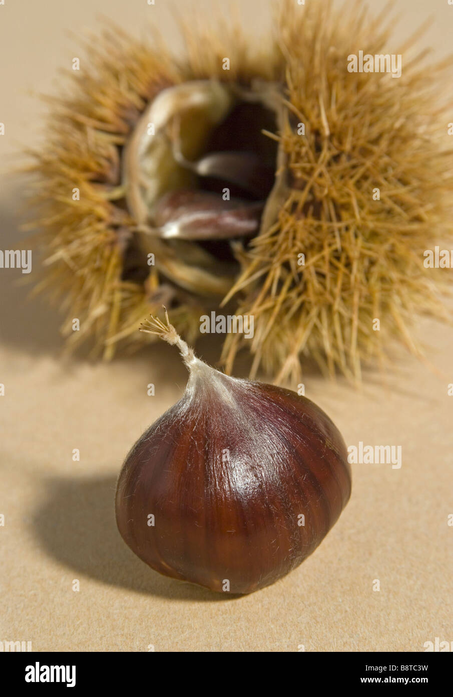 Spiny husk hi-res stock photography and images - Alamy