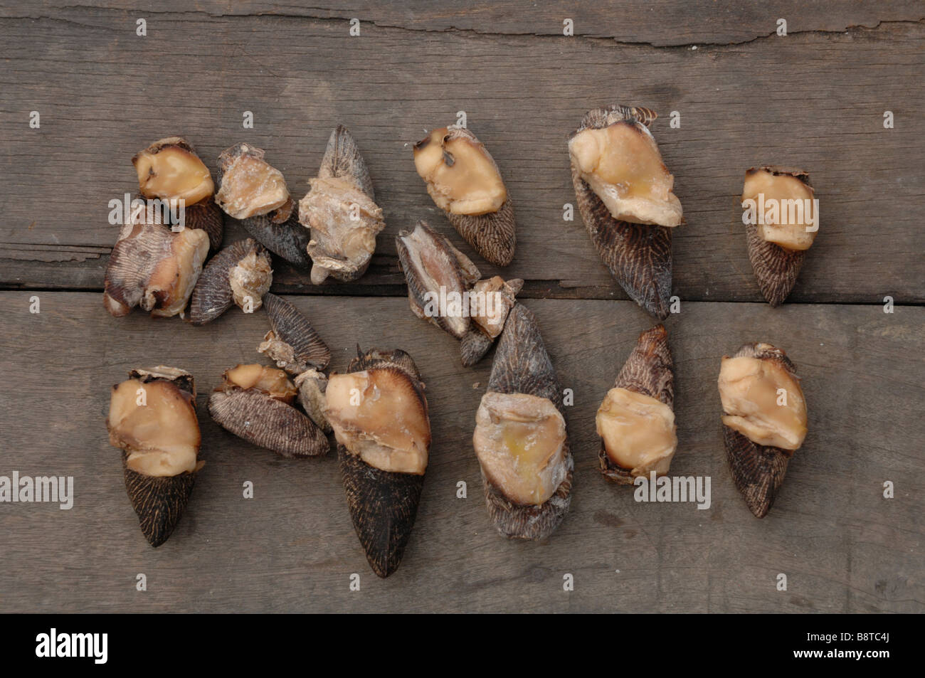 Meat from baler shell Melo amphora drying outside in sun dried fish ...