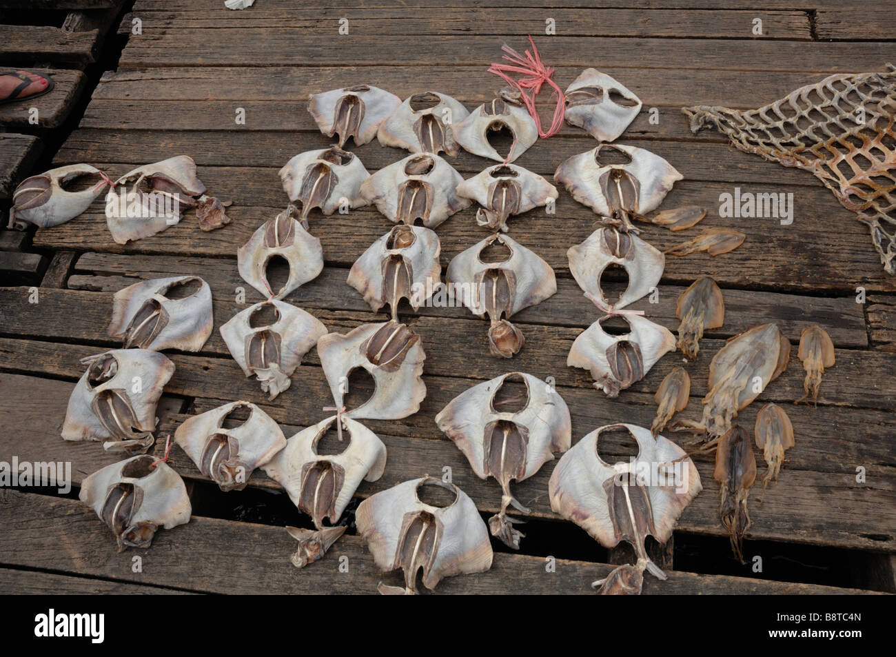 Blue spotted rays Taeniura lymma dried fish market Semporna Sabah ...