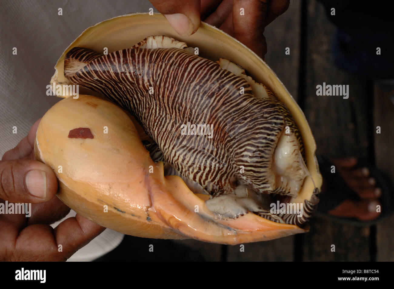 Fisherman showing meat in baler shell, dried fish market Semporna Sabah ...